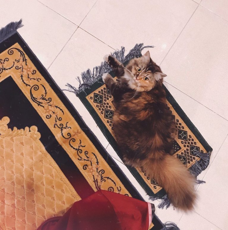 Kucing Berbaring Atas Sejadah Ketika Solat • Aku Islam